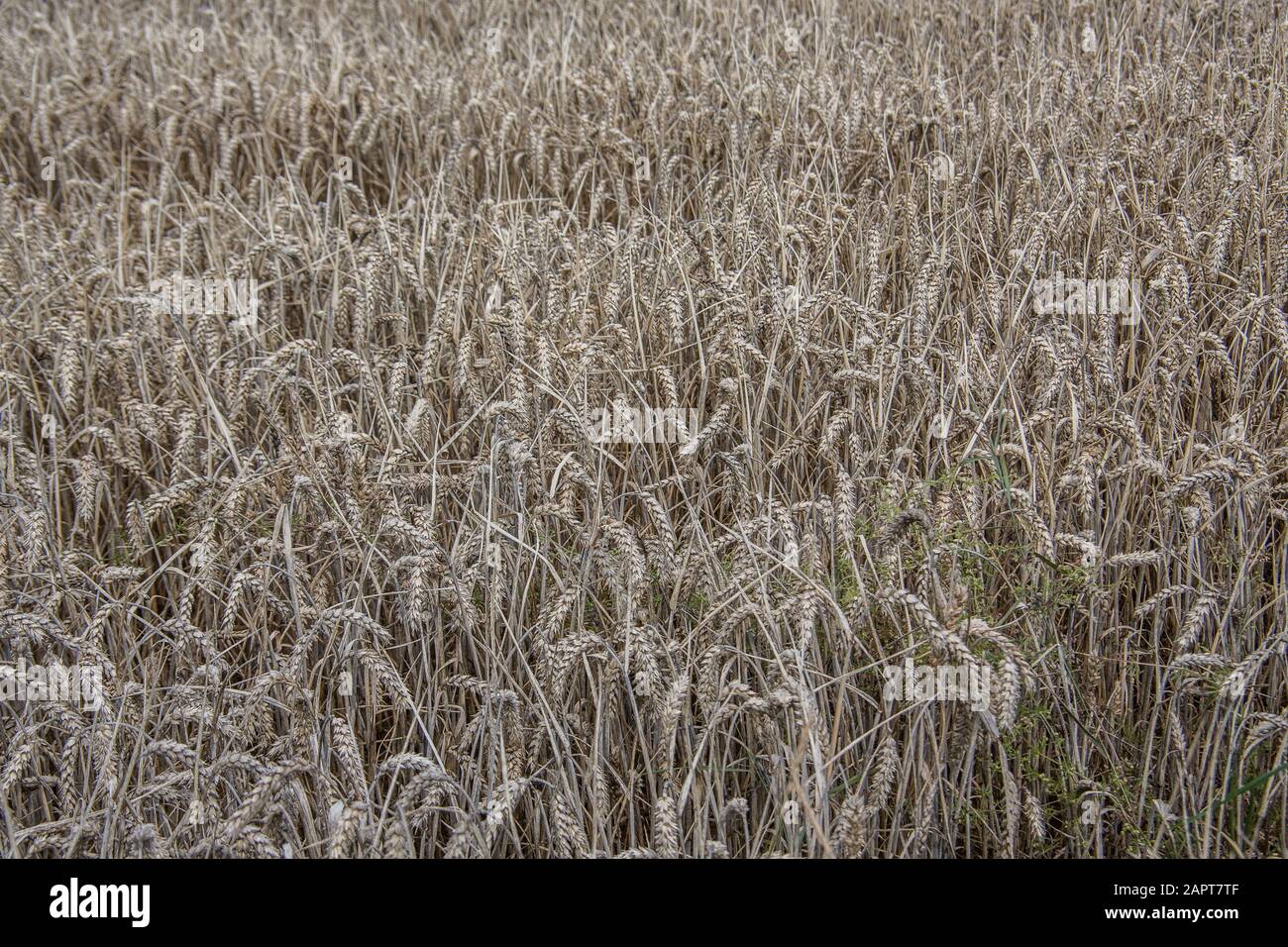 ripe grain field in autumn Stock Photo - Alamy
