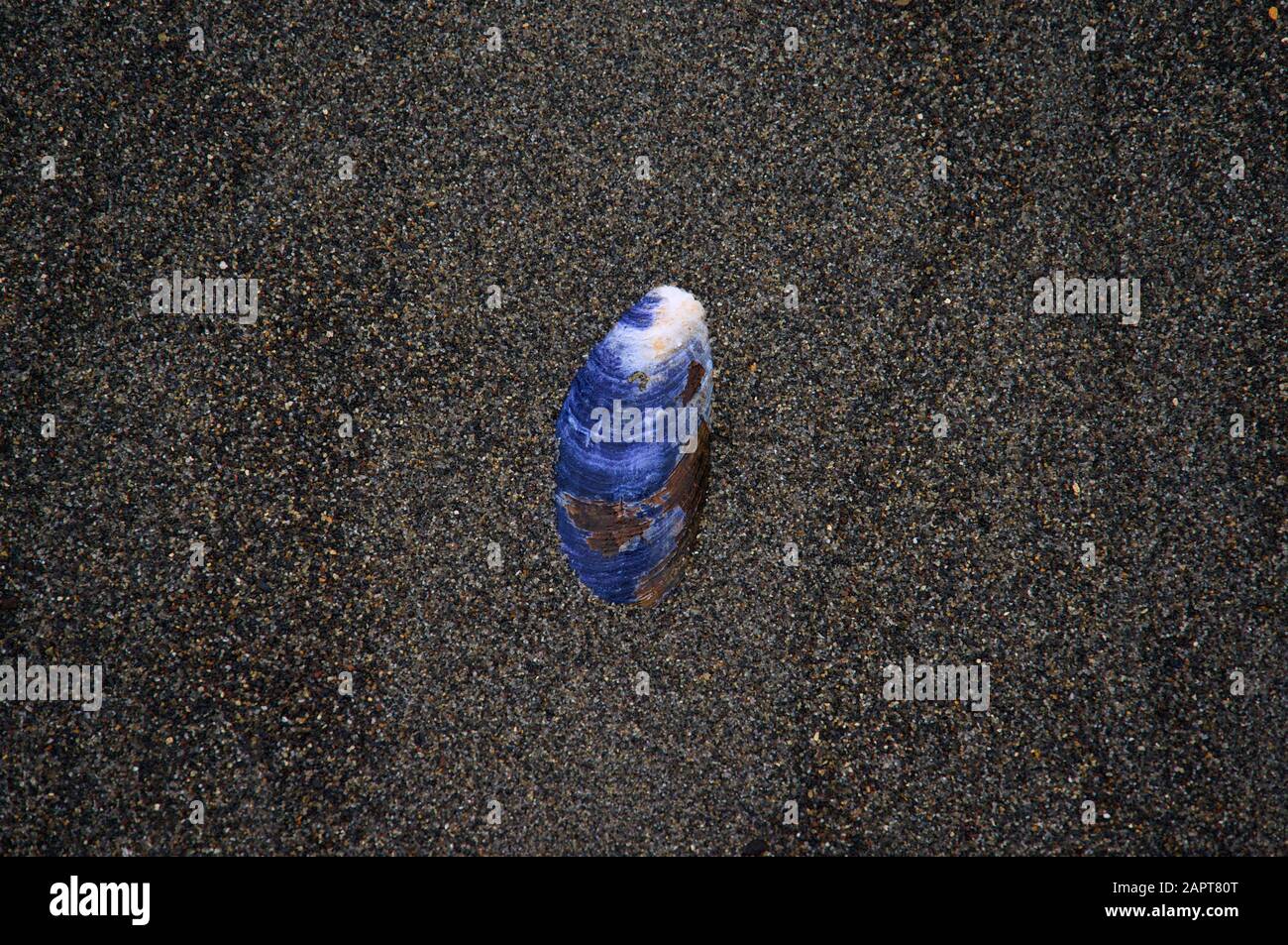Blue Mussel in sand at the beach Stock Photo - Alamy