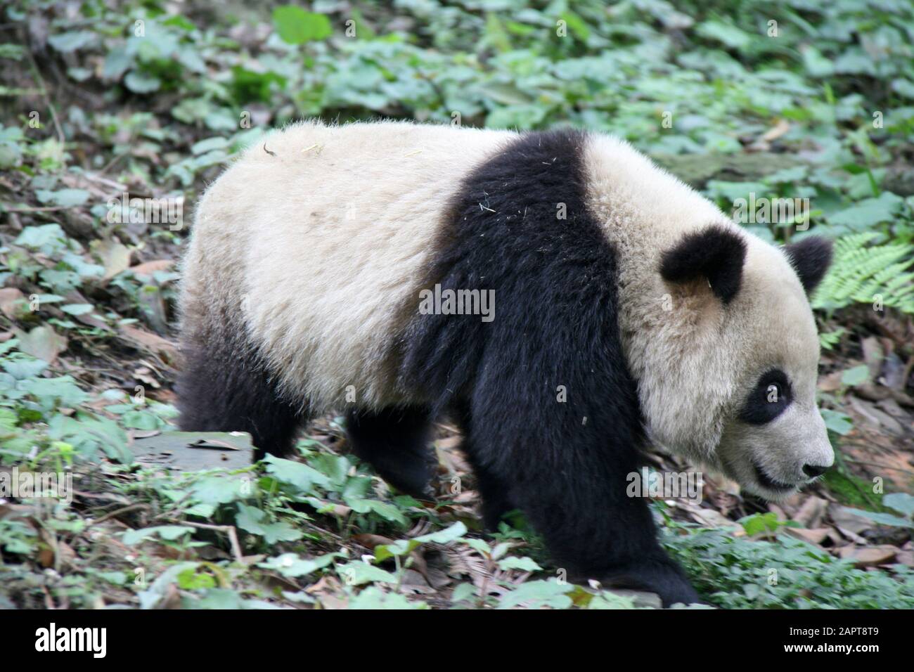 panda bear in the countryside in sichuan (china Stock Photo - Alamy