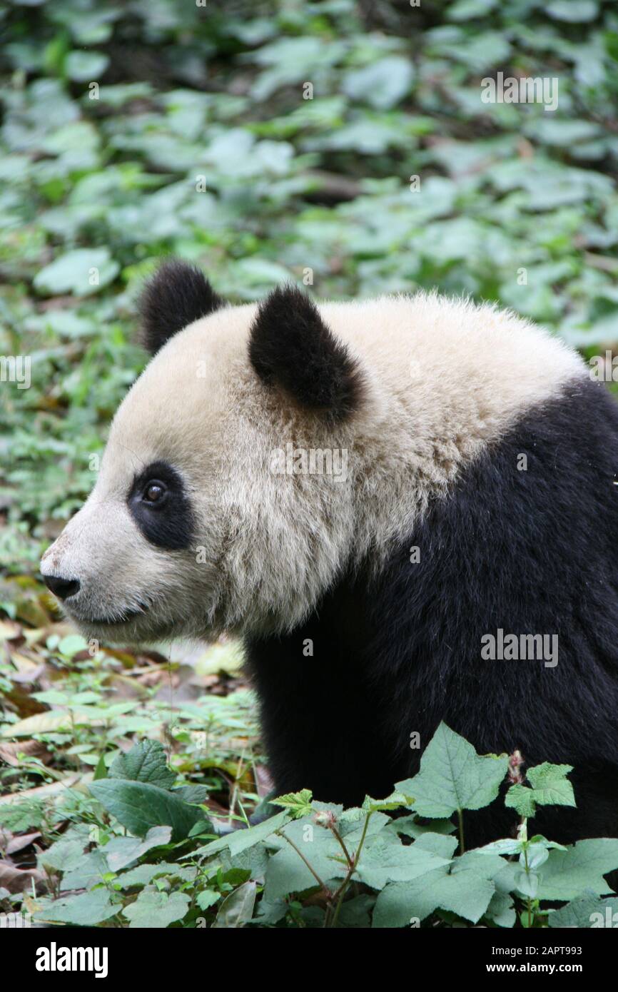 panda bear in the countryside in sichuan (china Stock Photo - Alamy