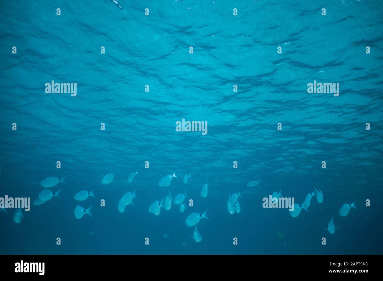 school of fish underwater, Underwater shot with sunrays and fishes in ...