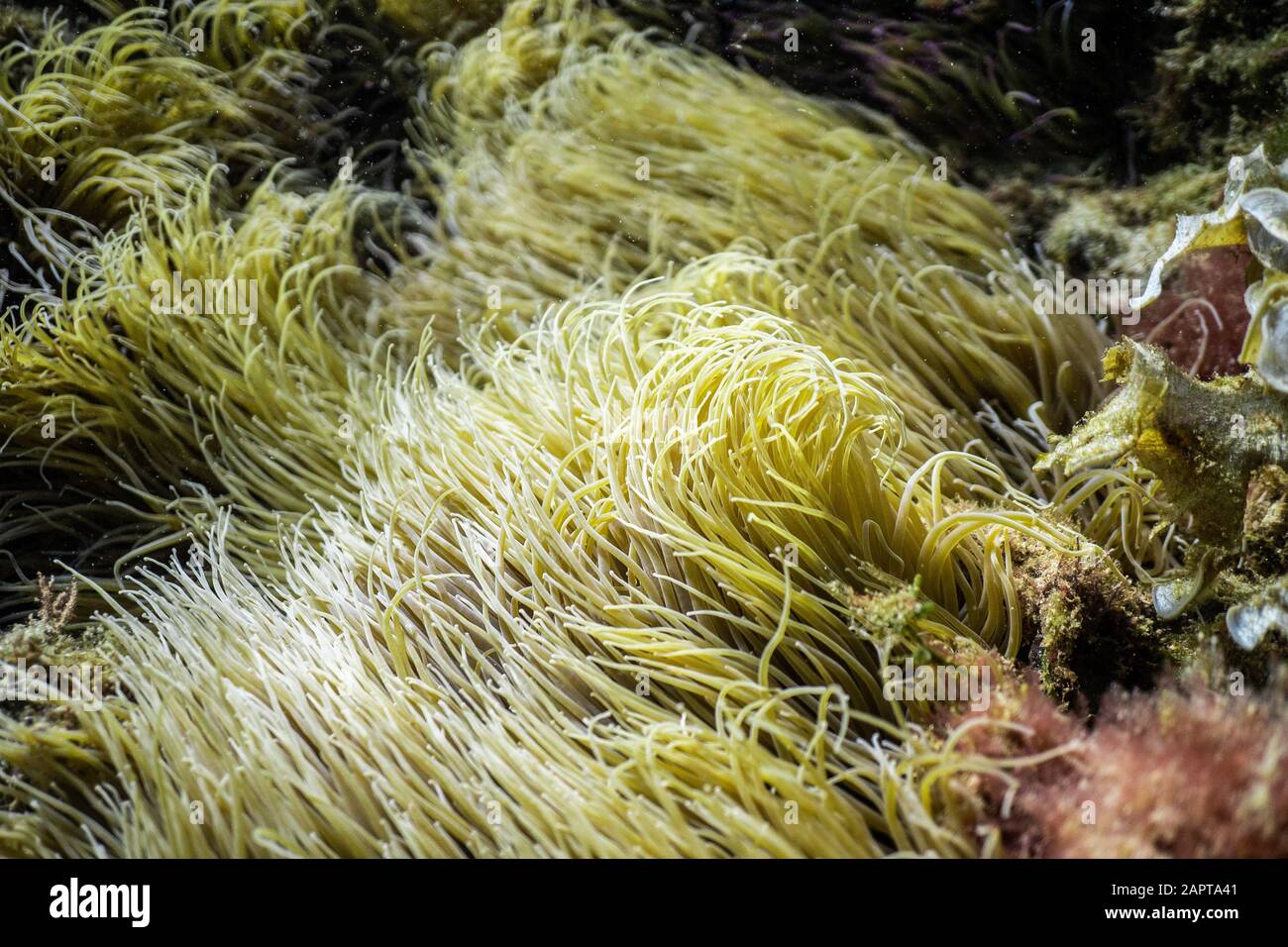Anemonia sulcata, Sea anemone tentacles, Mediterranean sea Stock Photo ...