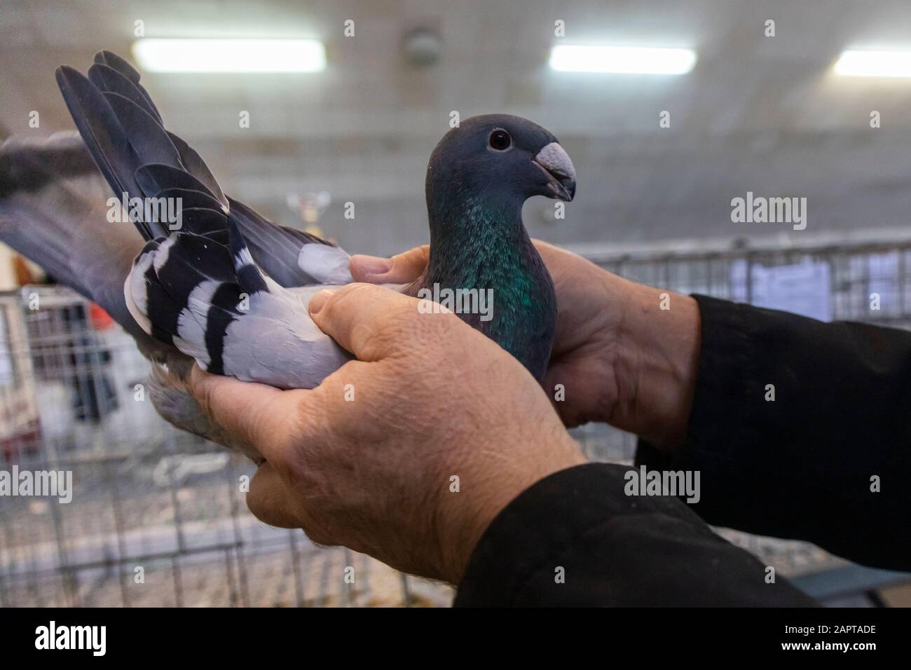 Homer Pigeon High Resolution Stock Photography and Images - Alamy