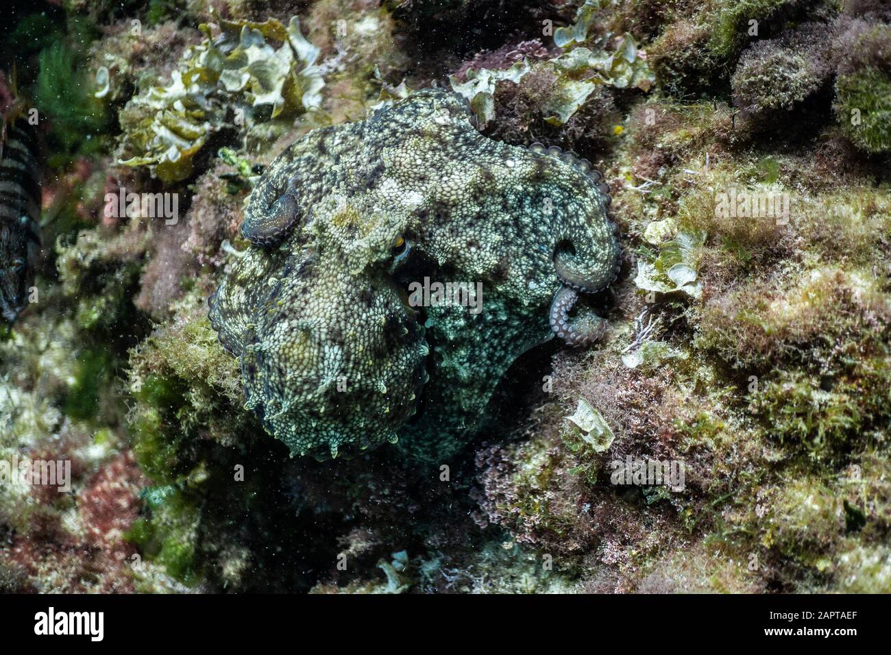 wild octopus under water, beautiful Palma de Mallorca wild life ...