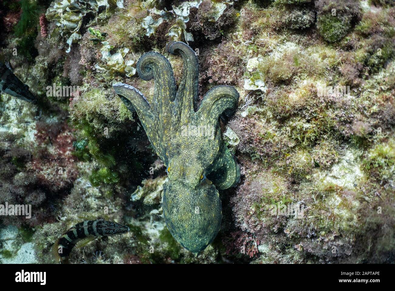 wild octopus under water, beautiful Palma de Mallorca wild life ...