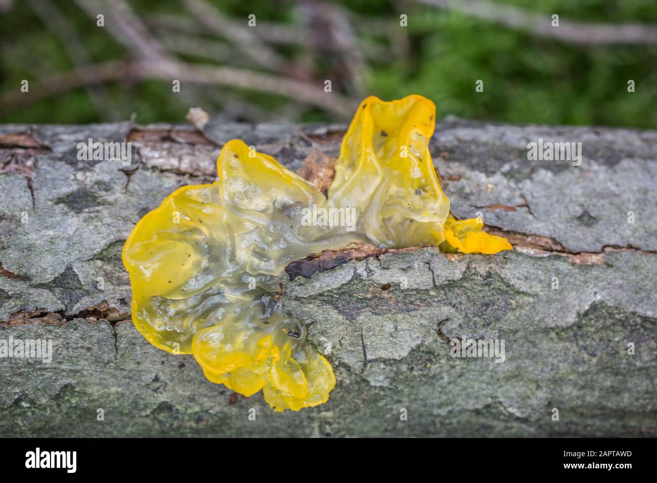 yellow mushroom on dead wood Stock Photo - Alamy