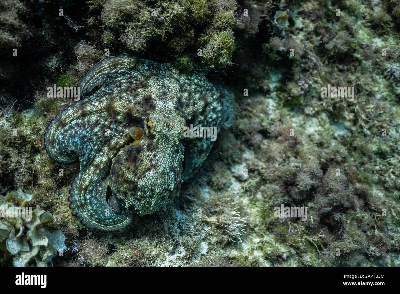 wild octopus under water, beautiful Palma de Mallorca wild life ...