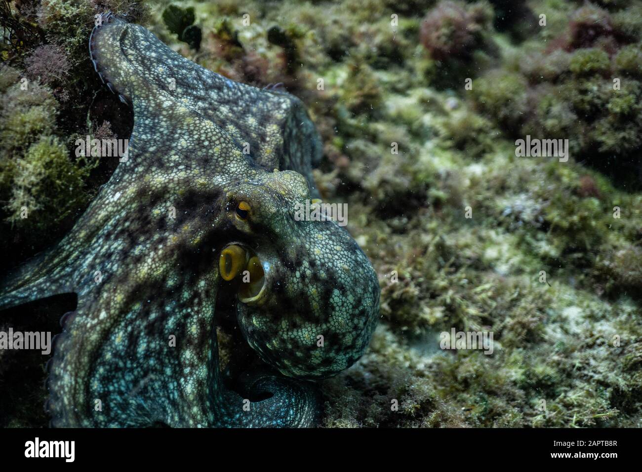 wild octopus under water, beautiful Palma de Mallorca wild life ...