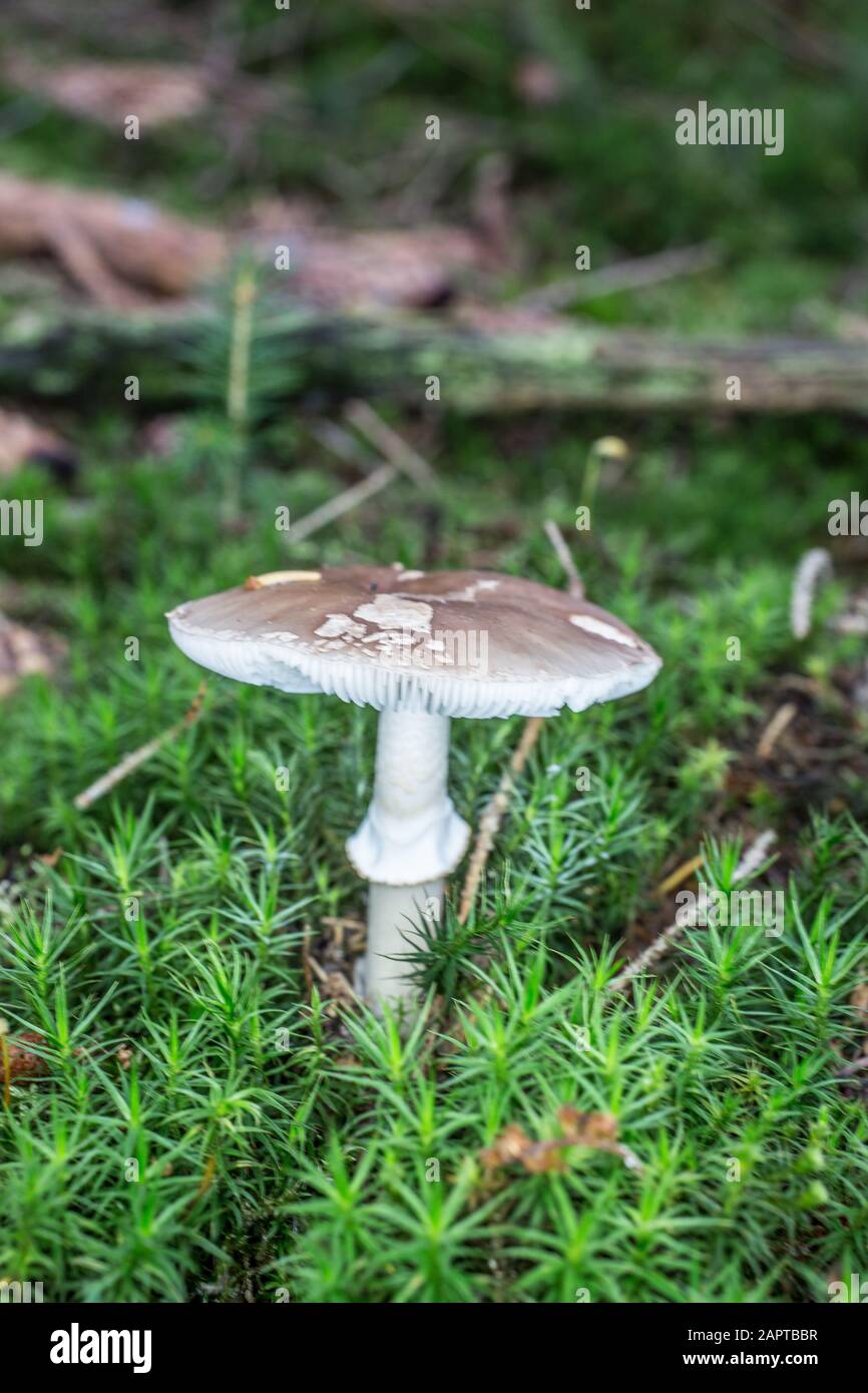 deadly toadstool in the moss Stock Photo - Alamy