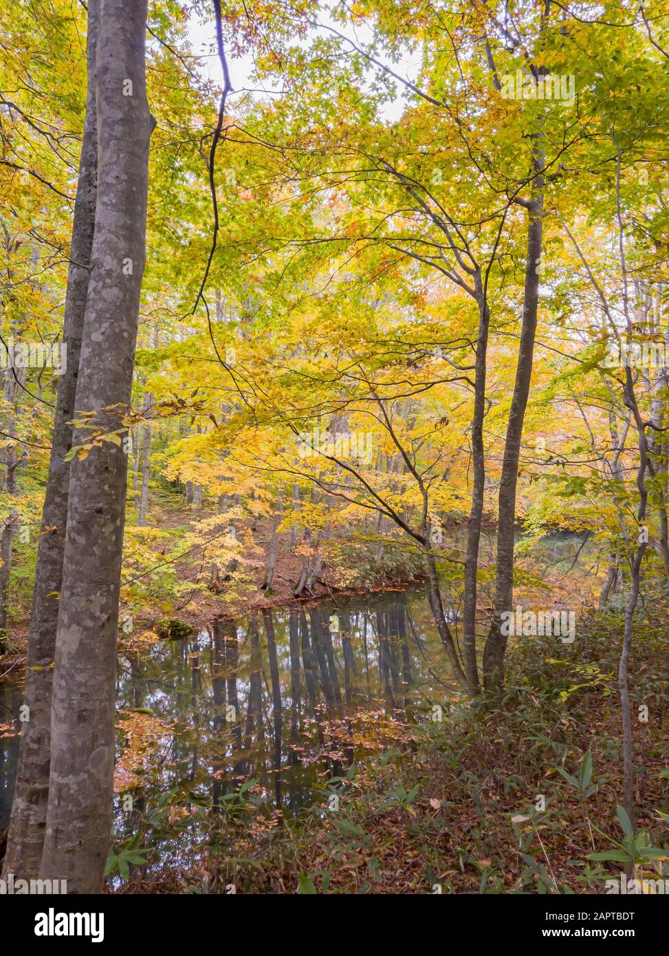 Beautiful fall color of the Tsutanuma area at Aomori, Japan Stock Photo ...