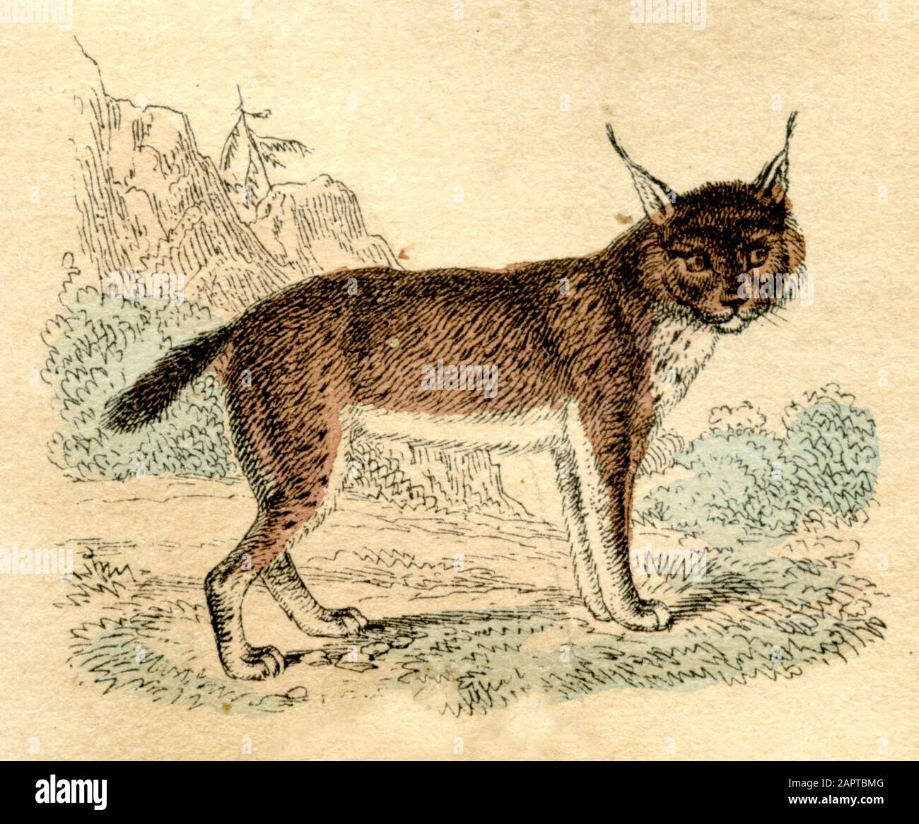 Eurasian lynx, lynx Lynx lynx, (natural history book, 1861 Stock Photo ...