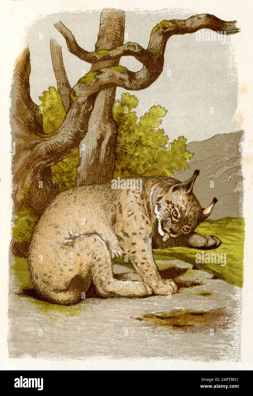 Eurasian lynx, lynx Lynx lynx, (biology book, 1884 Stock Photo - Alamy