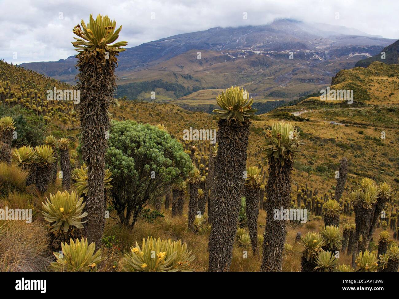 Páramo andes hi-res stock photography and images - Alamy