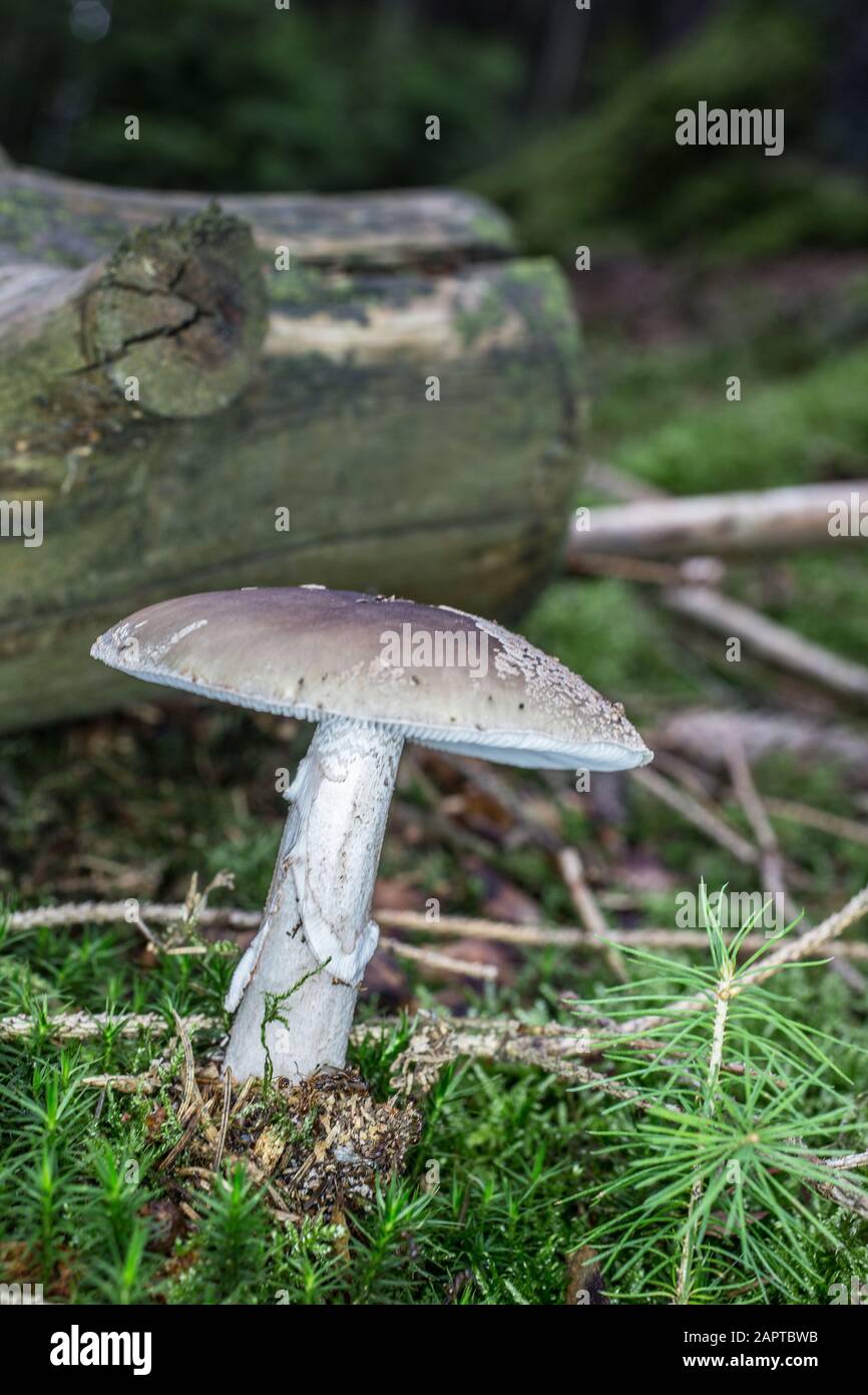deadly toadstool in the moss Stock Photo - Alamy