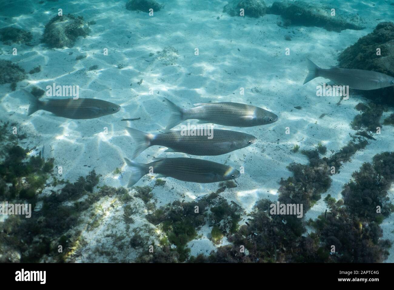 school of fish underwater, Underwater shot with sunrays and fishes in ...