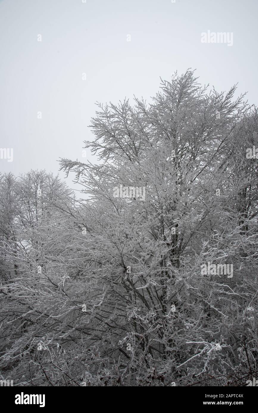 frozen snow in the forest Stock Photo - Alamy