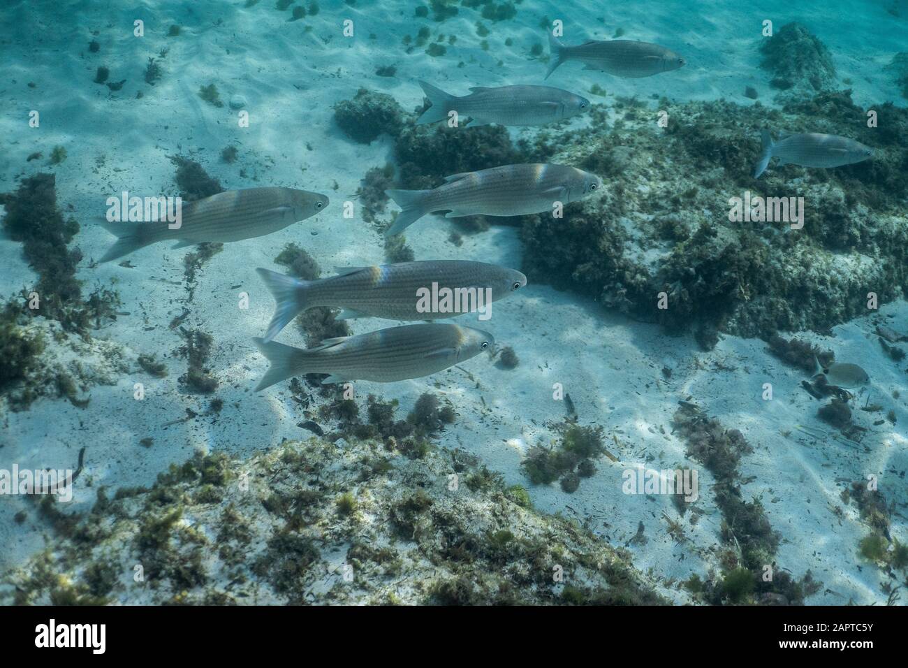 school of fish underwater, Underwater shot with sunrays and fishes in ...