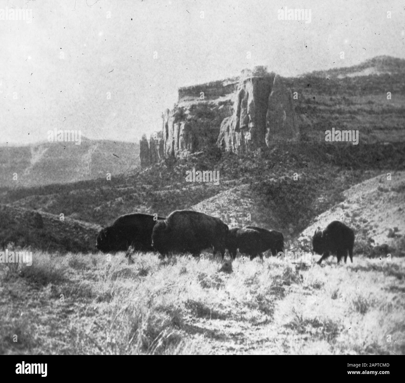 American bison native species north Black and White Stock Photos ...