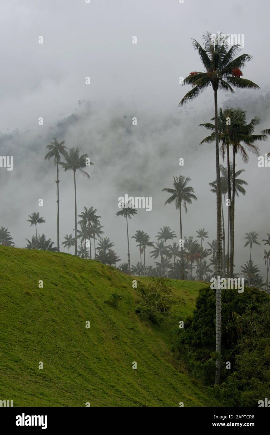 Palm valley national park hi-res stock photography and images - Alamy