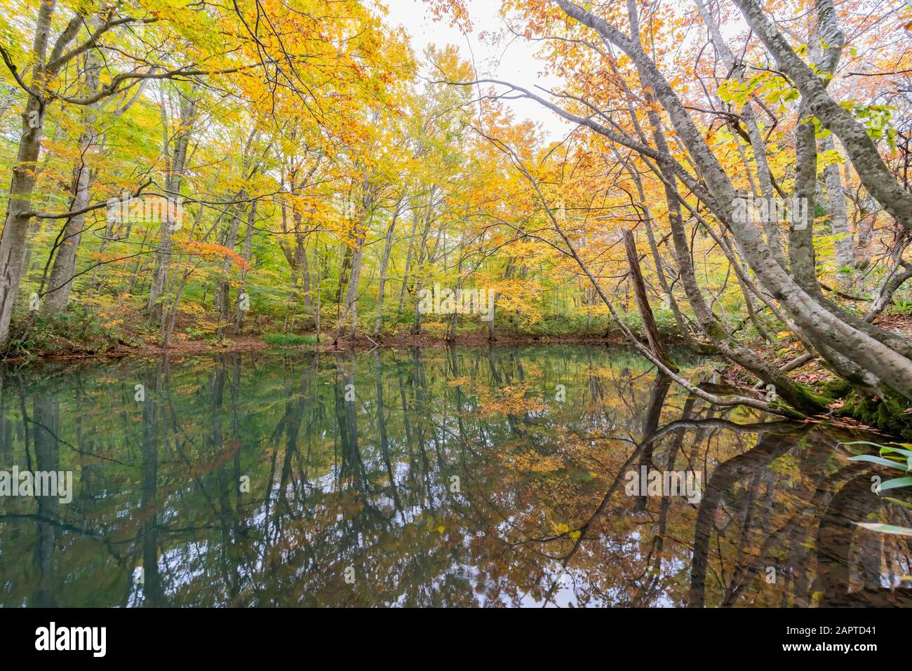Beautiful fall color of the Tsutanuma area at Aomori, Japan Stock Photo ...