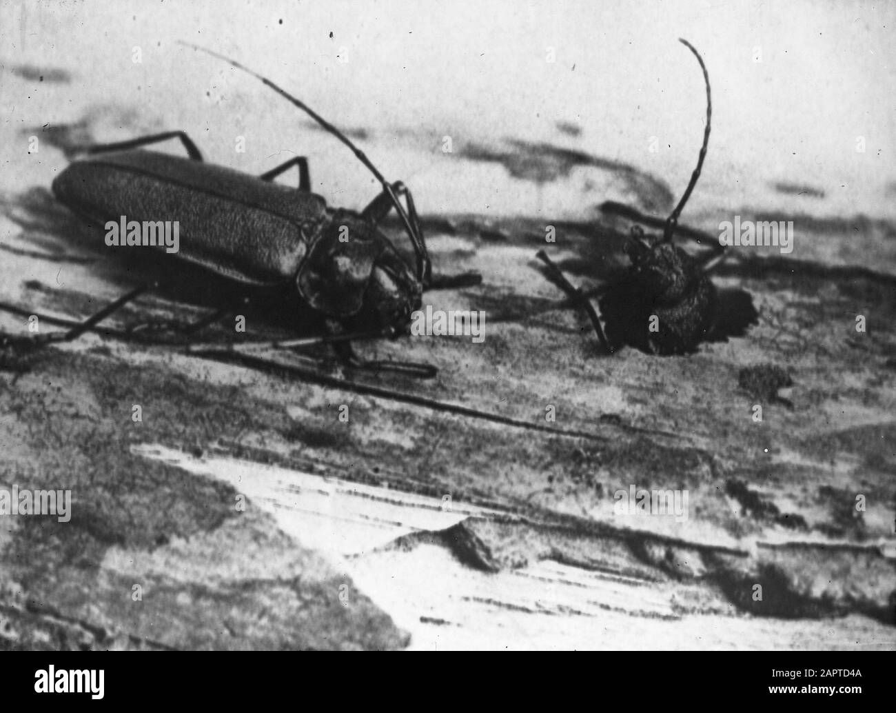 insects, boktor Date: undated Keywords: insects Person name: boktor ...