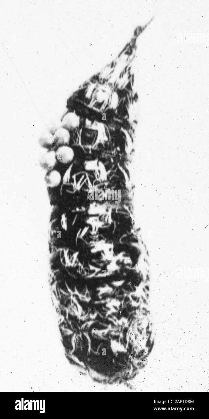 Insect insects behavior Cut Out Stock Images & Pictures - Alamy