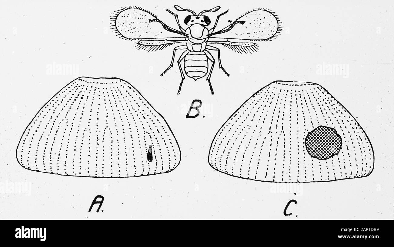 Trichogramma Chilonis Life Cycle