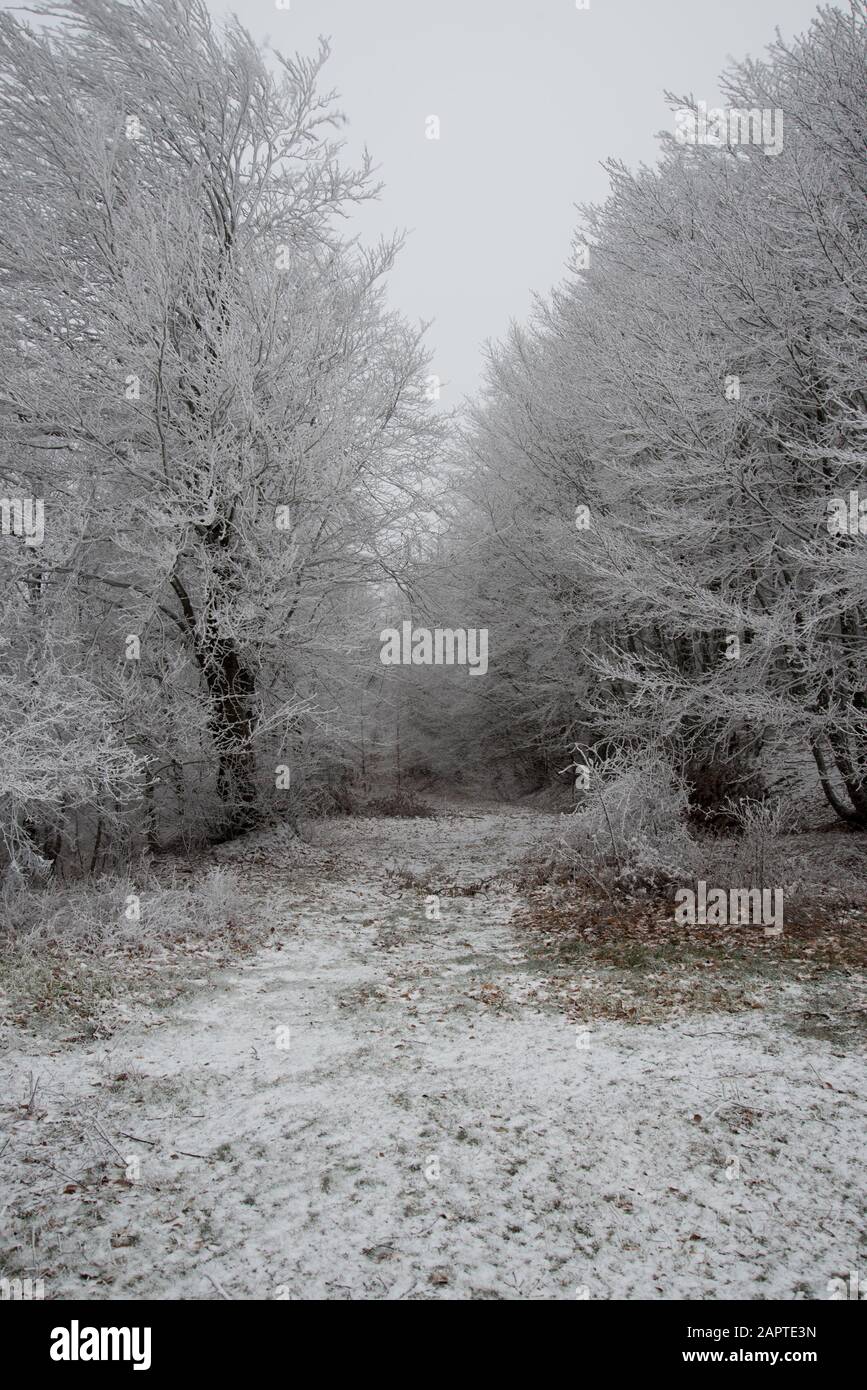 frozen snow in the forest Stock Photo - Alamy