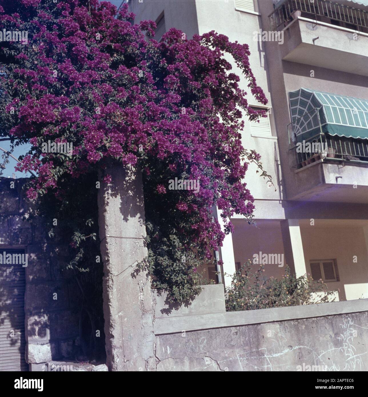 Pomegranate trees in bloom hi-res stock photography and images - Alamy