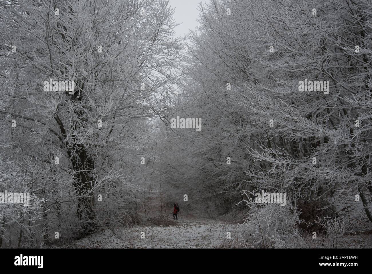 frozen snow in the forest Stock Photo - Alamy