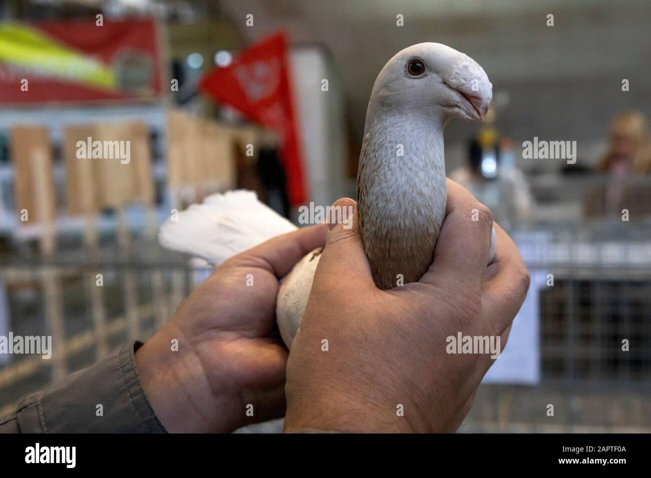 Moscow, Russia. 19th of January, 2020 A pigeon breeder holds the German ...