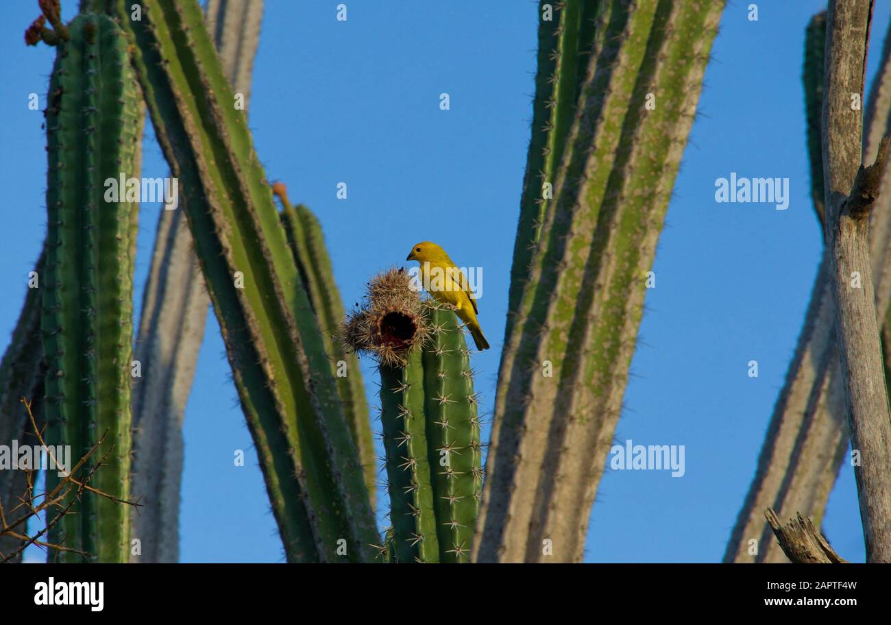 Saffron Finch on Cactus Stock Photo - Alamy