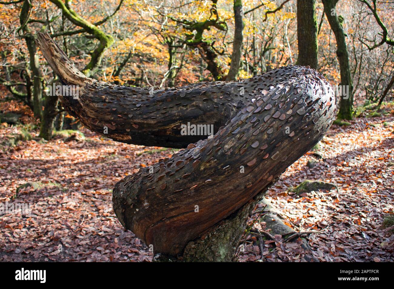 The money tree is a good luck custom, where people insert money into ...