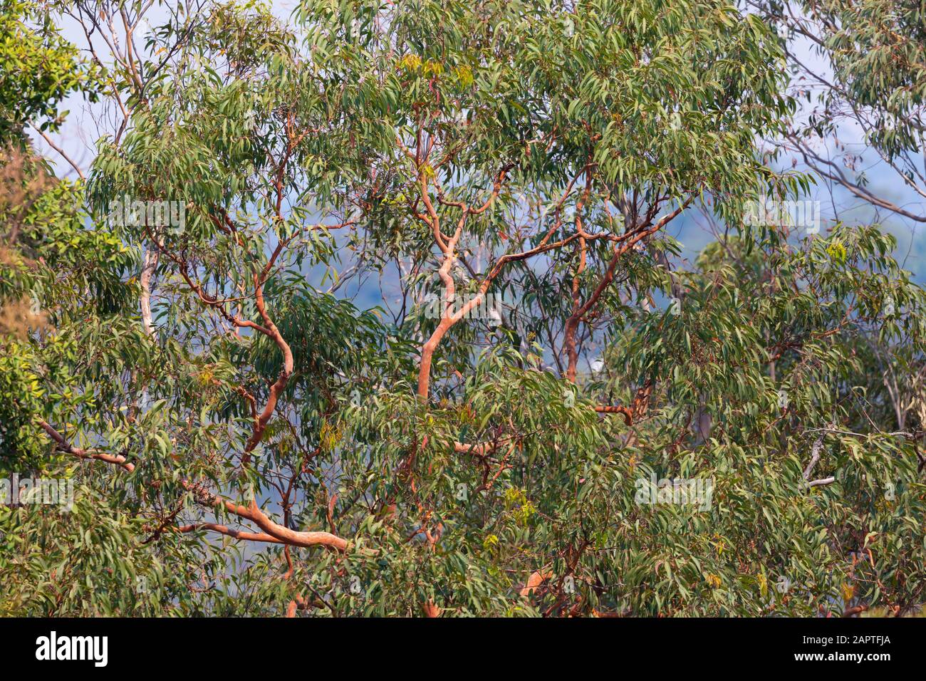 An Australian eucalyptus gum tree with green leaves and brown branches ...