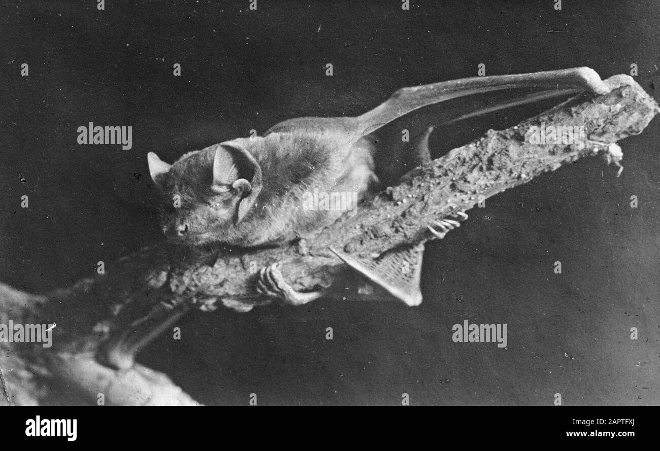 red bat (nyctalus noctula) Date: undated Keywords: mammals Stock Photo ...