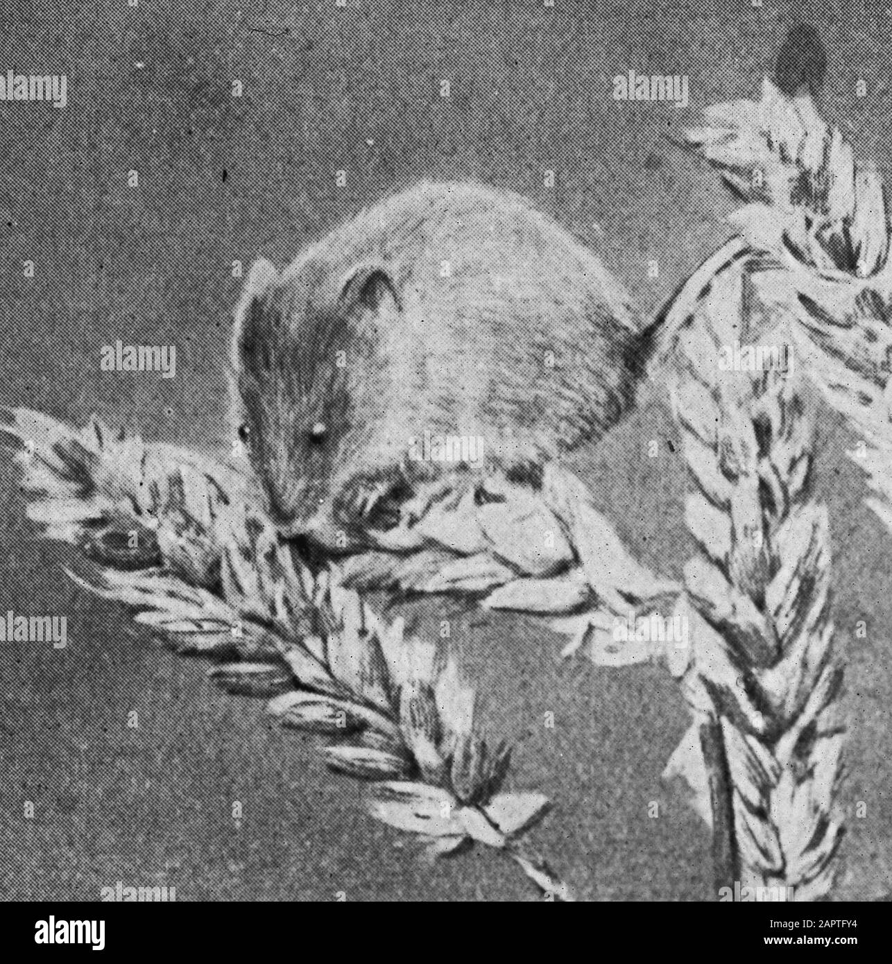 drawing Date: undated Keywords: mammals Personname: dwarf mouse Stock ...