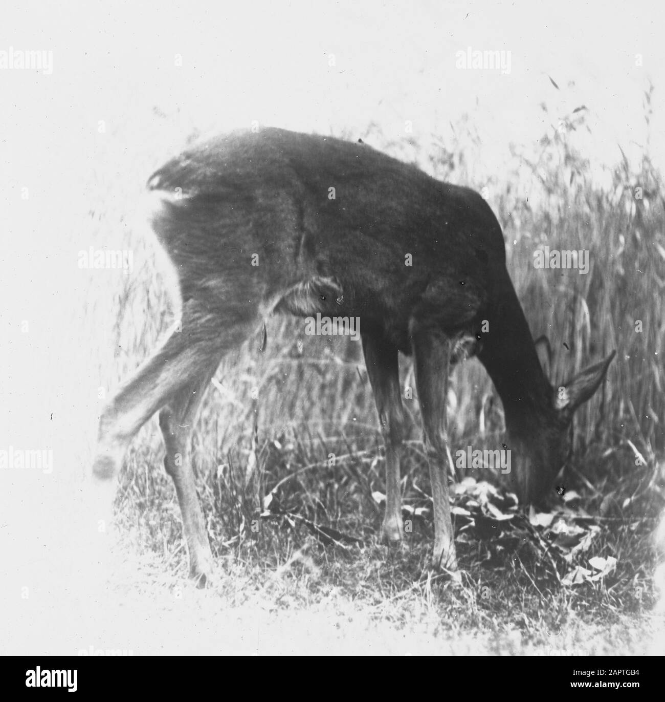 mammals, roe Date: undated Keywords: mammals Personal name: ree Stock ...
