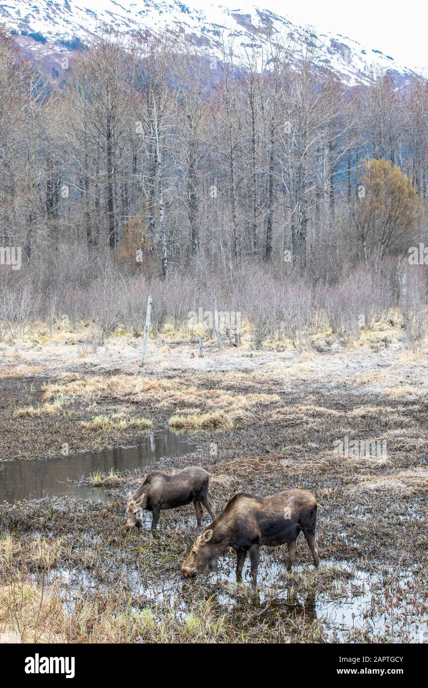 Two cow moose (Alces alces) walking in the shallow water of wetlands ...