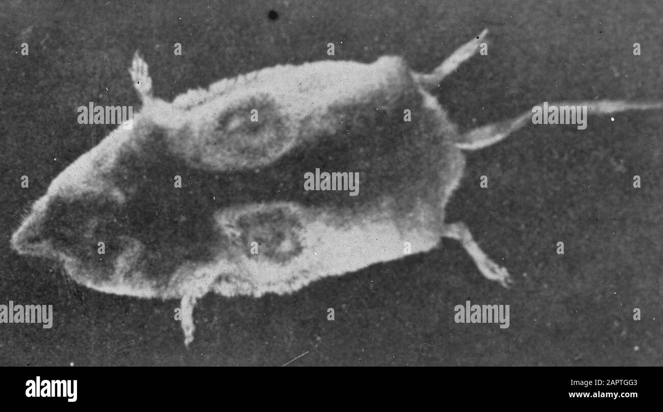 mammals, skins, shrew Date: undated Keywords: skins, mammals Personname ...