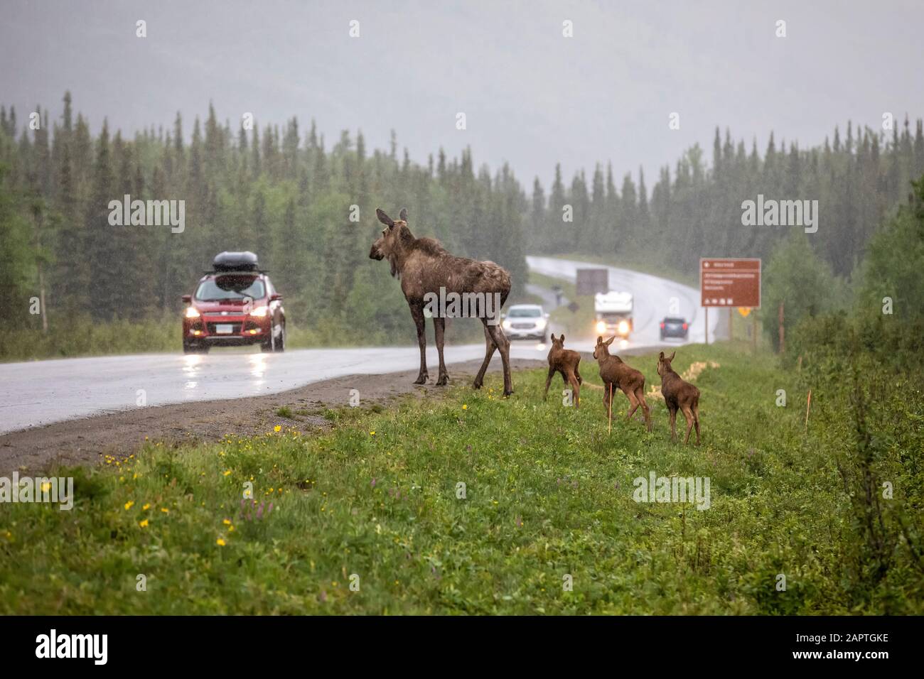 Moose and car hi-res stock photography and images - Alamy