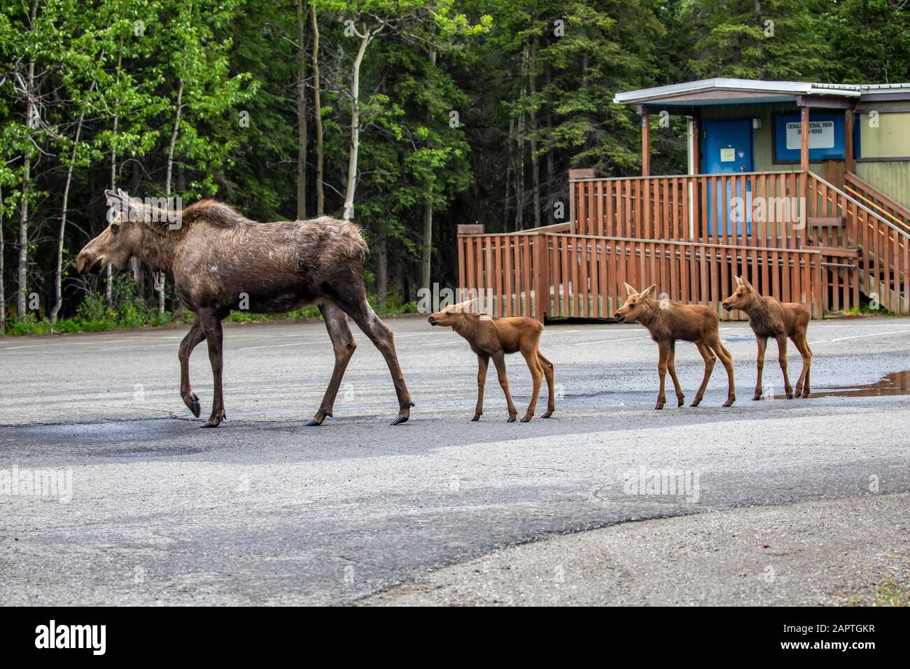 A cow moose (Alces alces) with rare triplet calves drinking from a ...