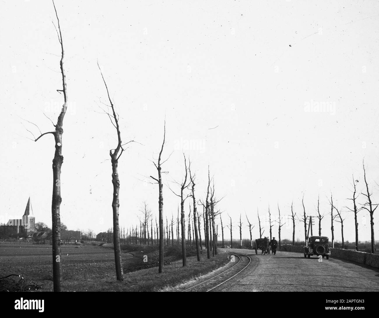 Examples of poor pruning. American oak at Threshold Date: undated ...