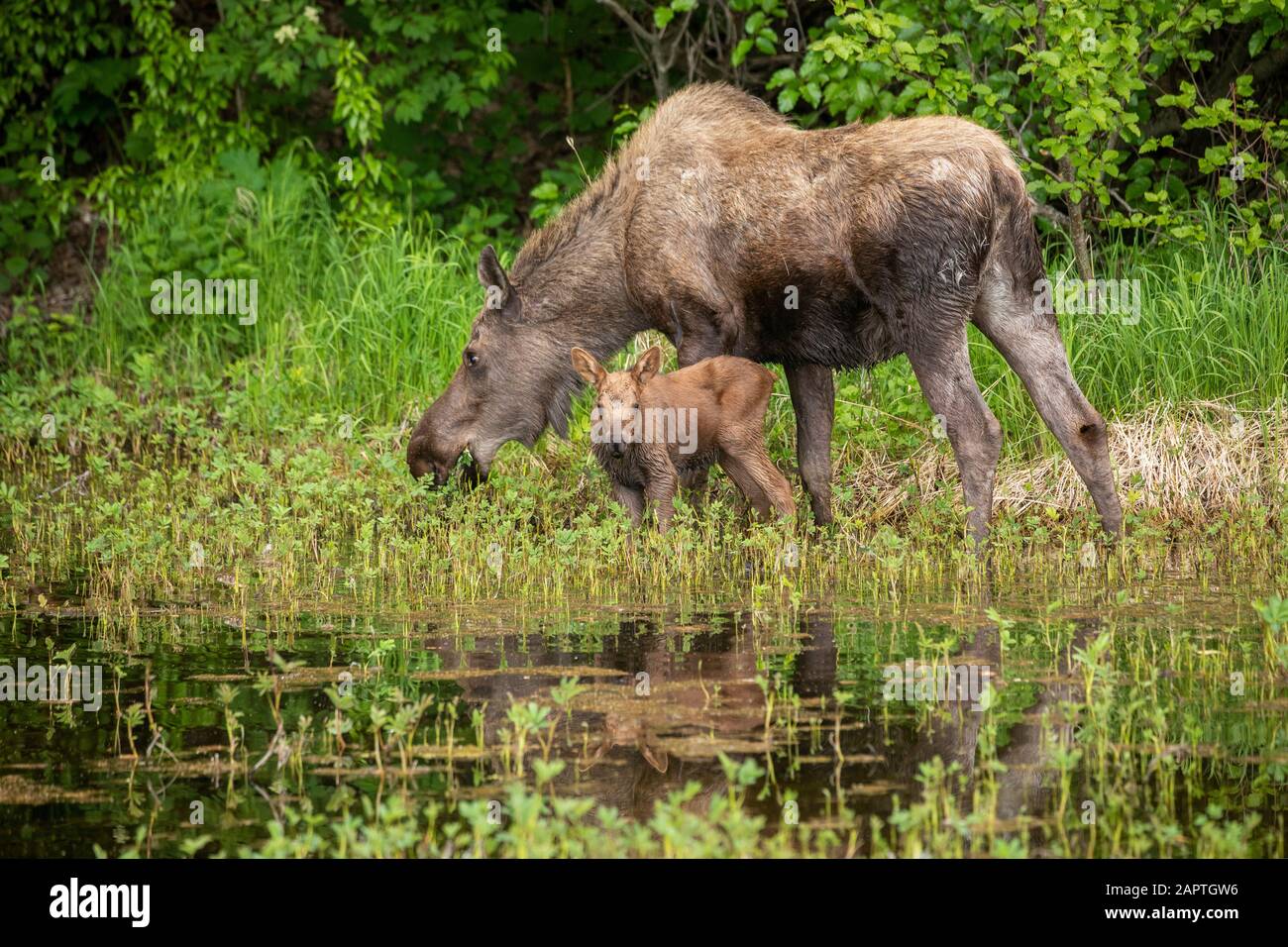 Cow moose and calf (Alces alces) feeding on lush foliage in shallow ...