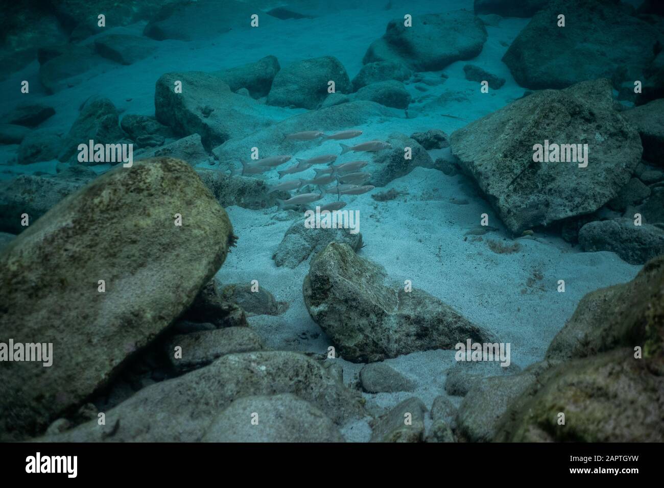 small fish close up shot under water in the ocean of Mallorca Stock ...