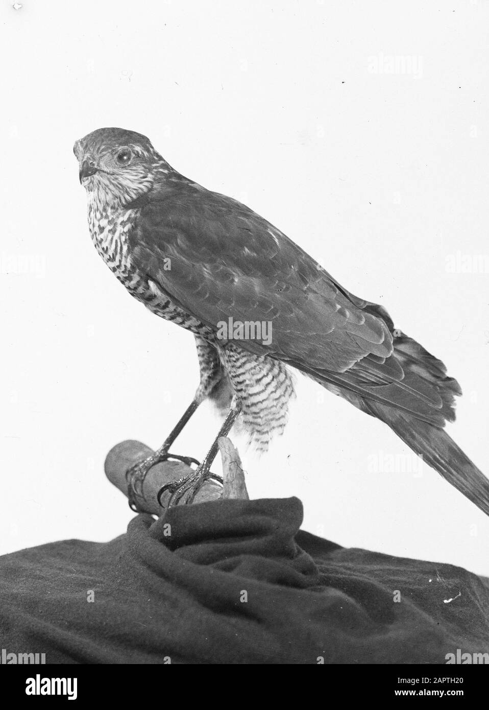 birds, hawk Date: undated Keywords: birds Person name: hawk Stock Photo ...