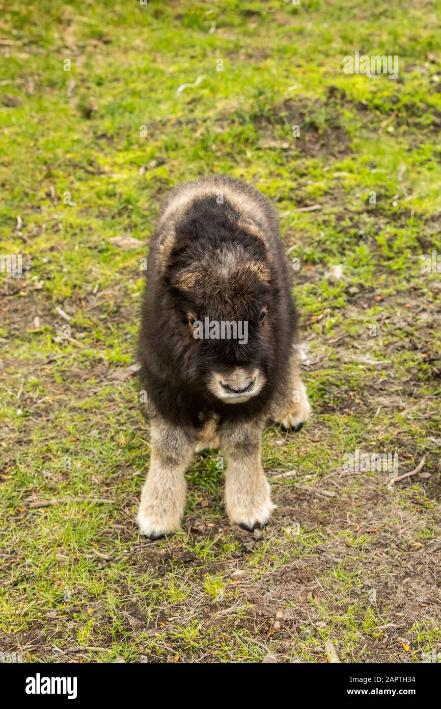 Month old calf hi-res stock photography and images - Alamy