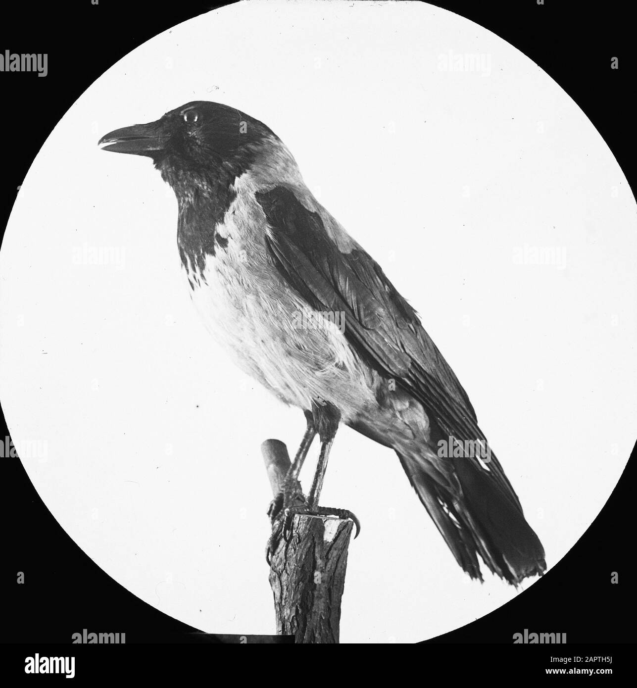 Bird research crow Black and White Stock Photos & Images - Alamy