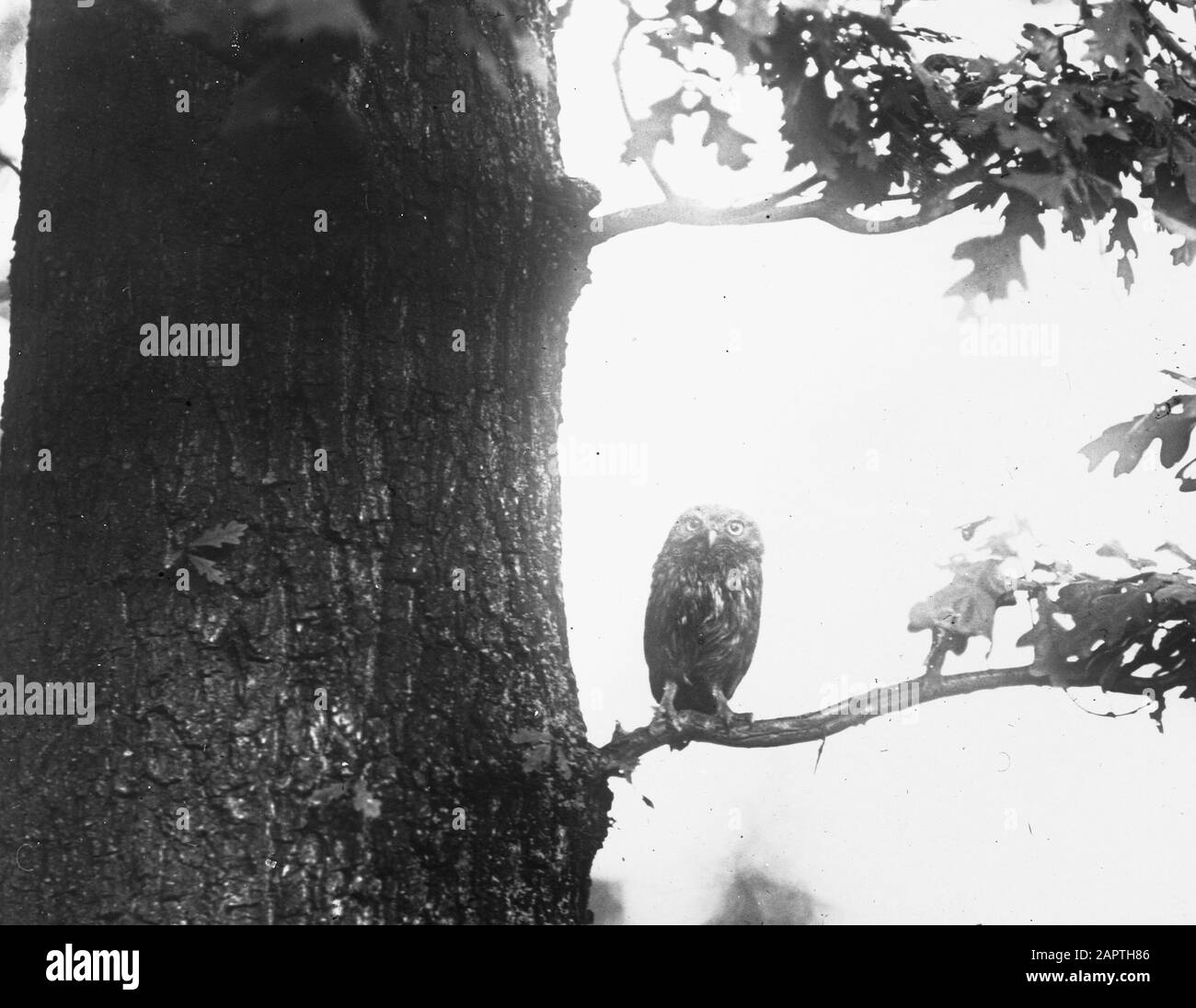 Furuncle hi-res stock photography and images - Alamy