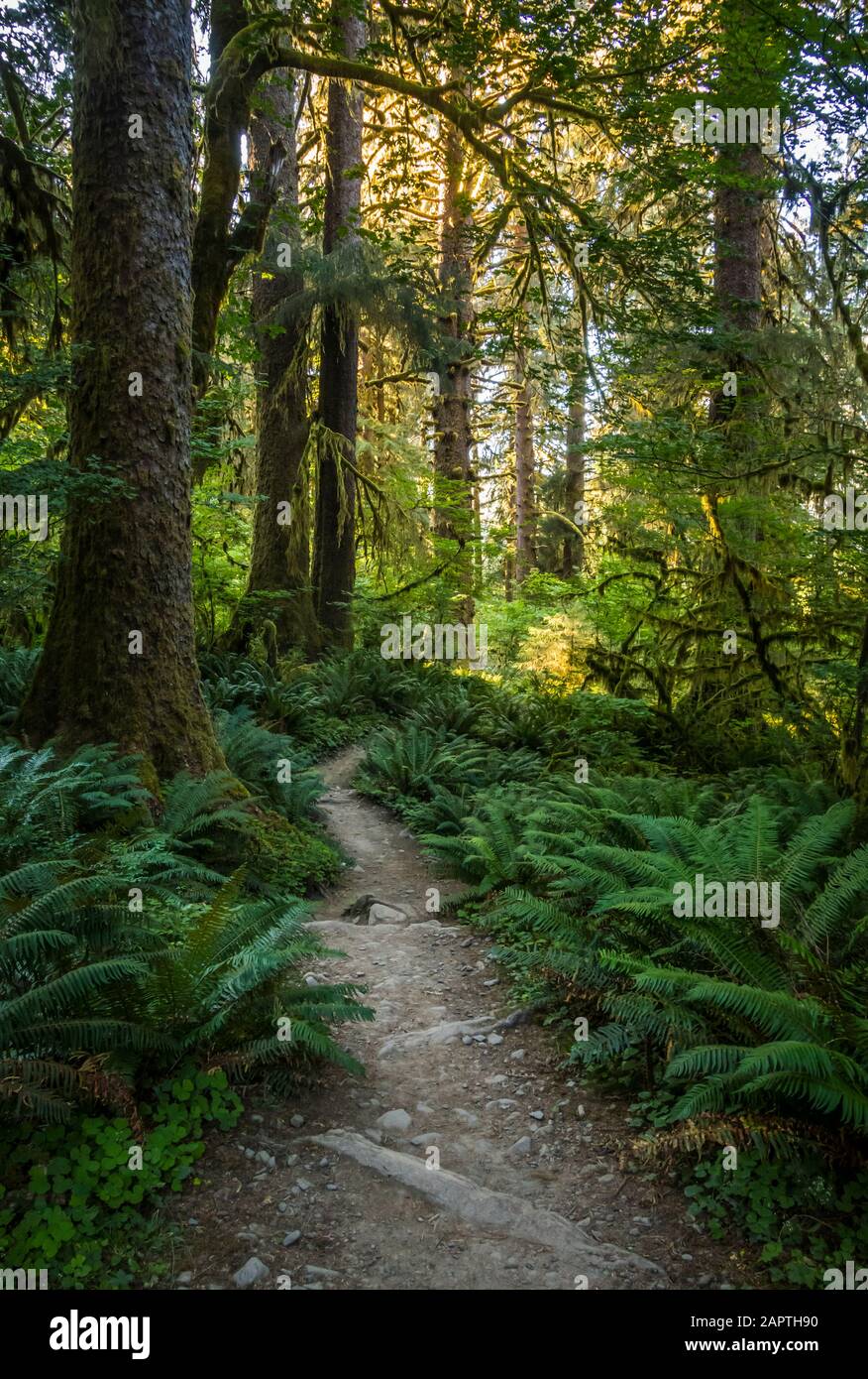 Hoh river trail hi-res stock photography and images - Alamy