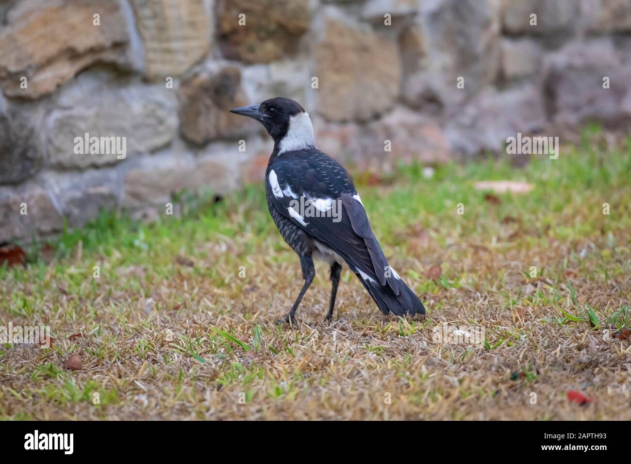 Juvenile Murray Magpie bird in a suburban front yard Stock Photo - Alamy